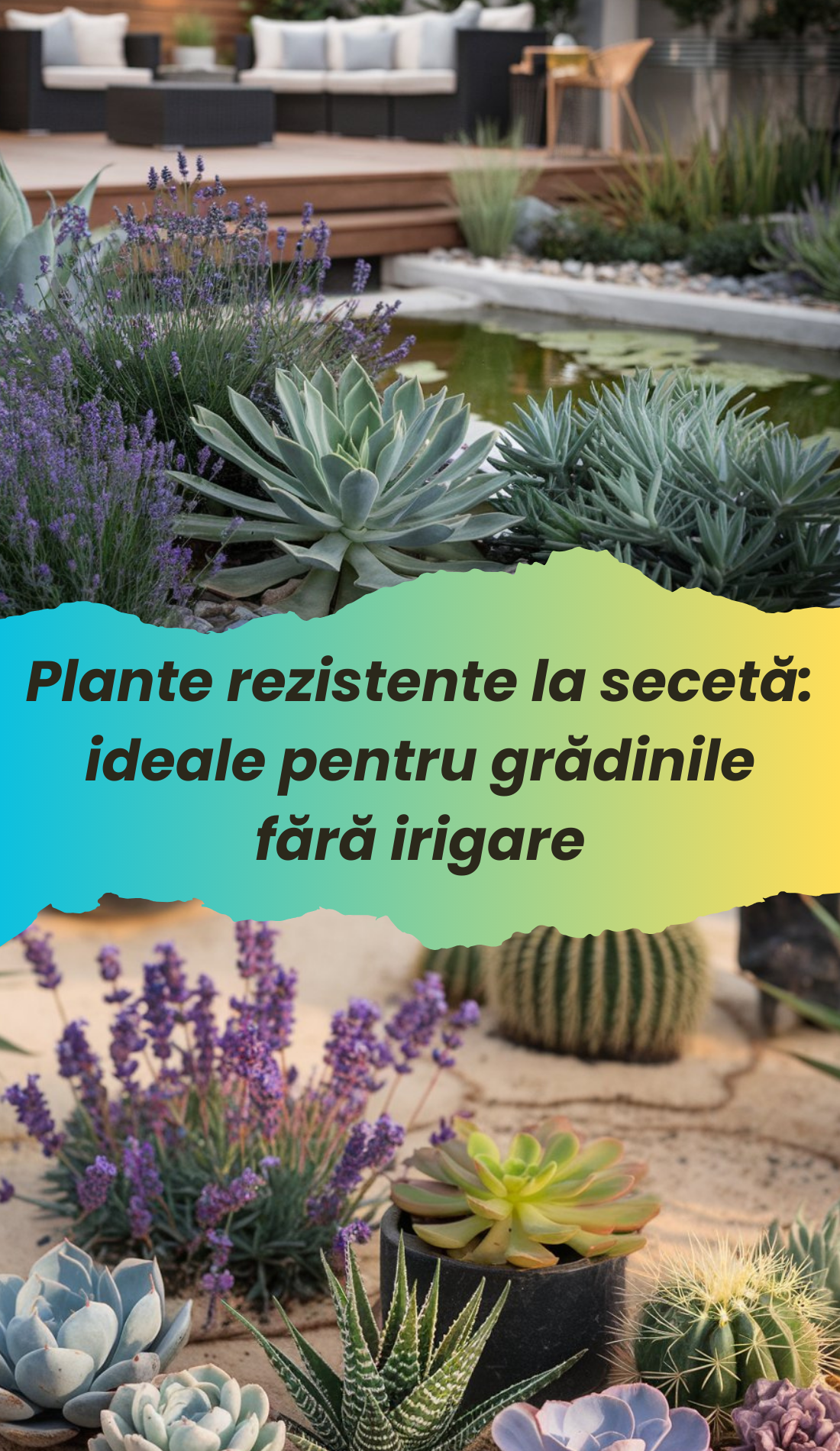 Plante rezistente la secetă: ideale pentru grădinile fără irigare ...